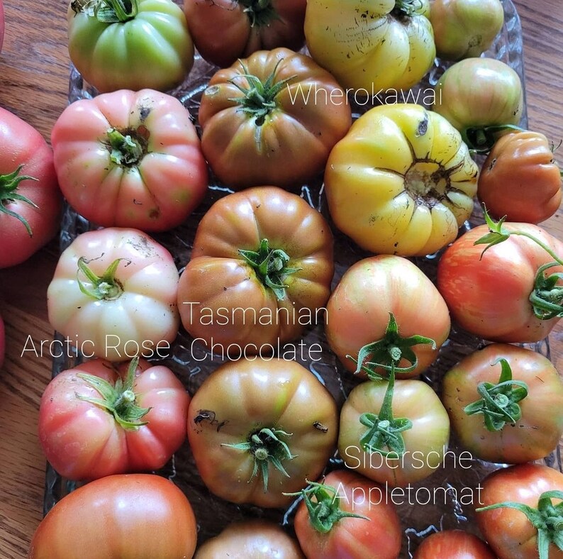 Wherokowhai Dwarf Tomato, 20 Seeds - Etsy