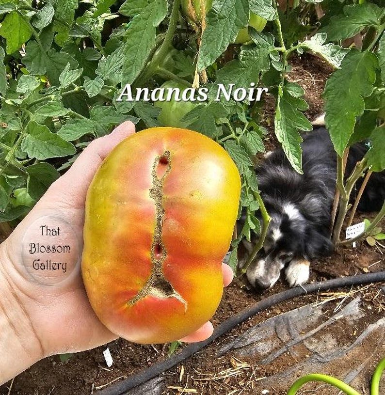 Ananas Noir, Black Pineapple Tomato 20 Seeds - Etsy