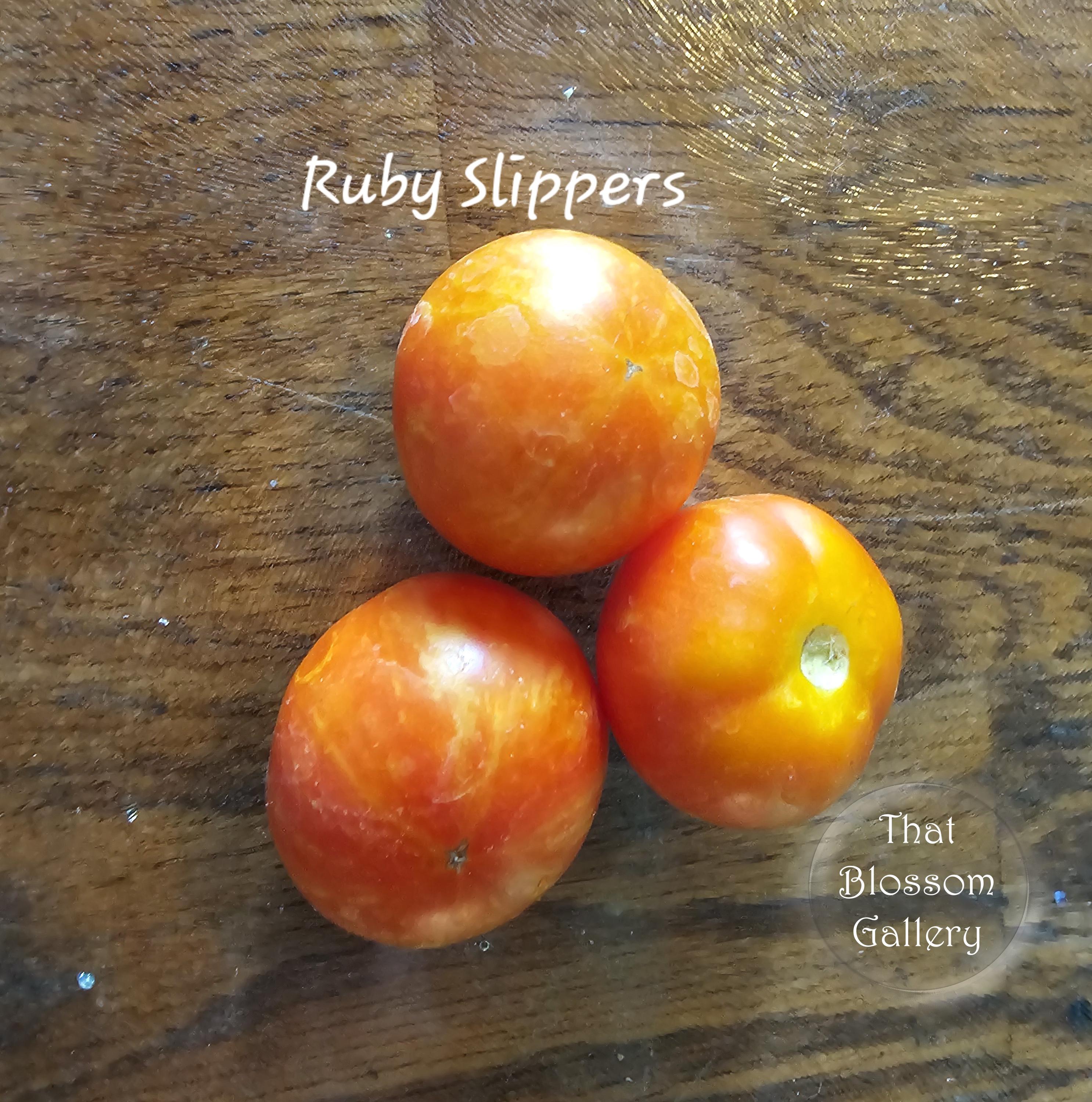 Ruby Slippers Dwarf Tomato Seeds - Etsy