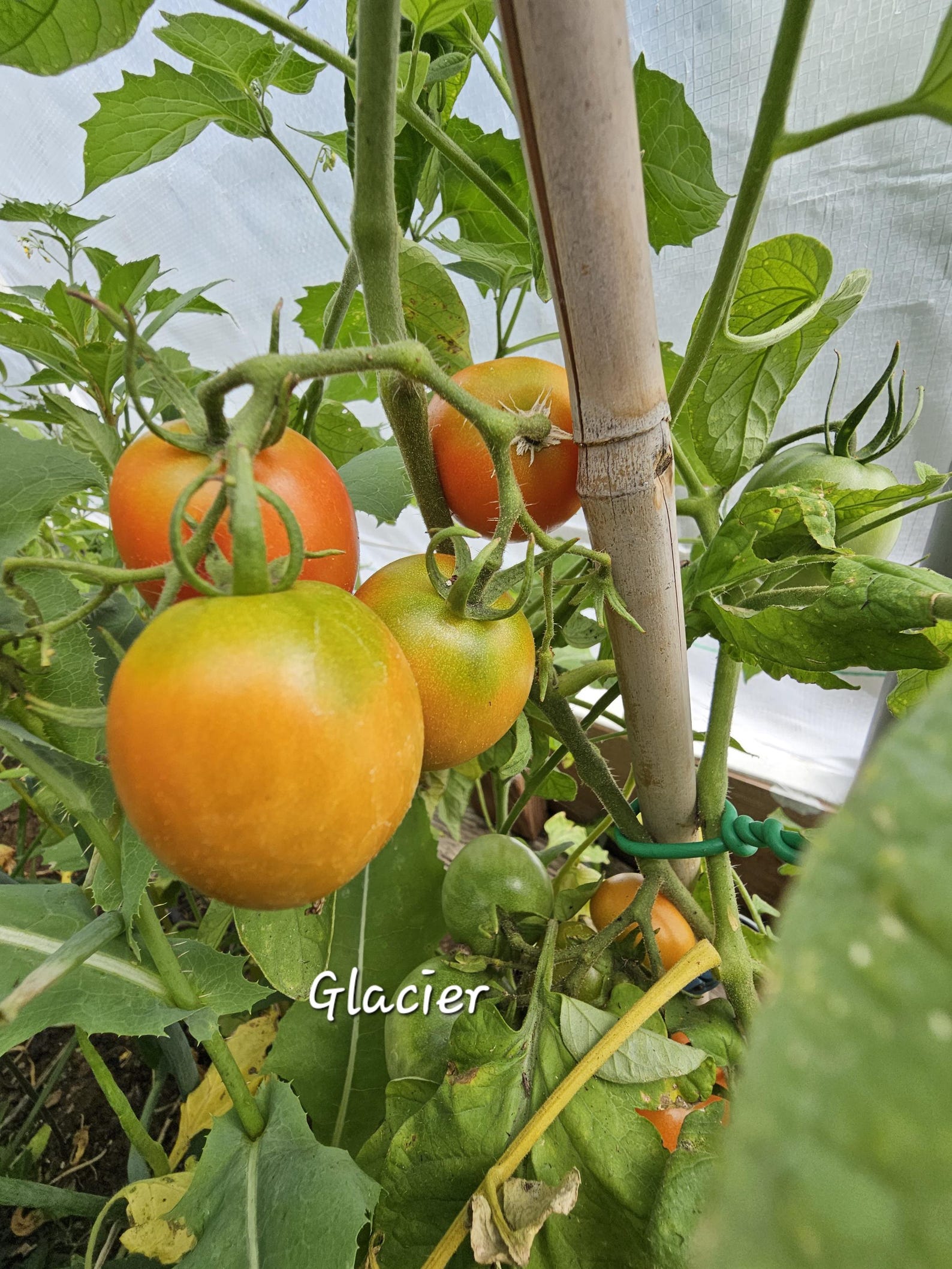 Glacier Tomato Seeds - Etsy