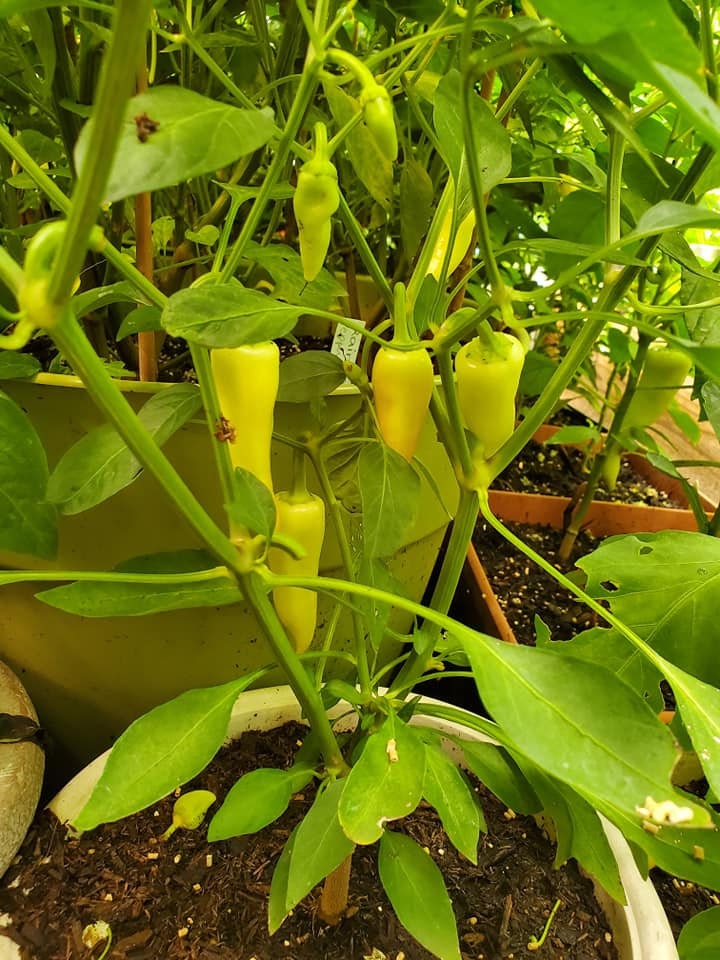Santa Fe Grande Pepper Seeds - Etsy