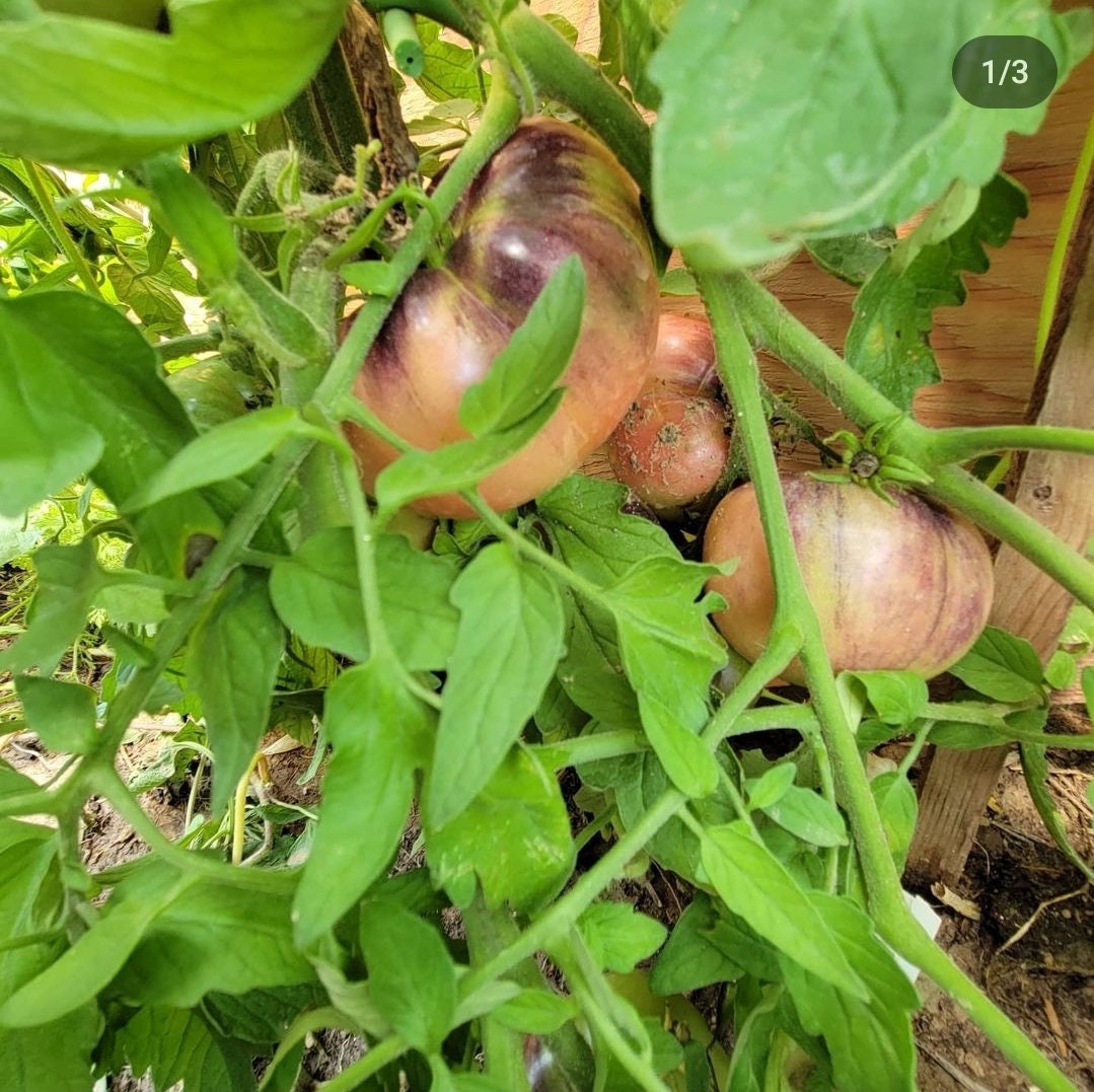 Pink Siberian Tiger Tomato Seeds - Etsy