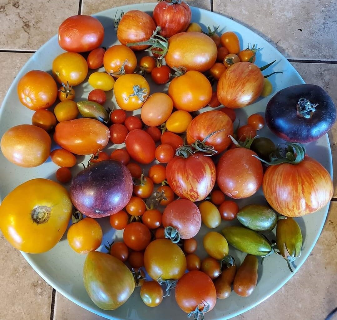 Pink Siberian Tiger Tomato Seeds - Etsy