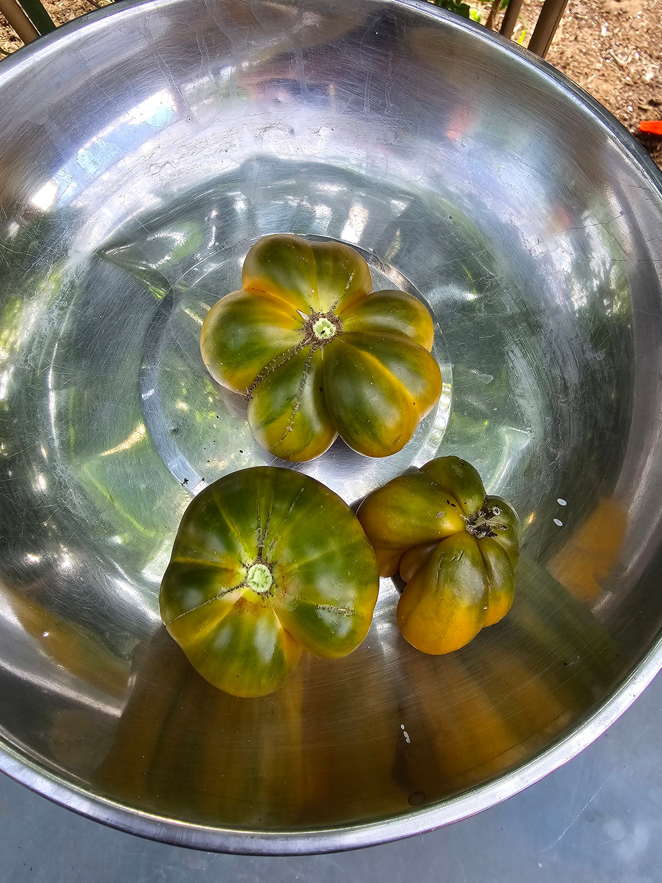 Phil's Two Tomato - Etsy