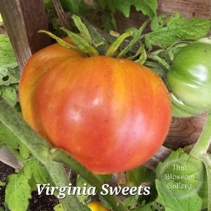 Virginia Sweets Heirloom Tomato, 10 Seeds - Etsy