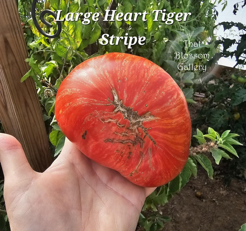 Large Heart Tiger Stripe Tomato Seeds - Etsy