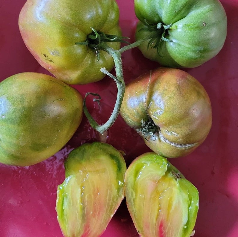 True Colors Tomato Seeds - Etsy