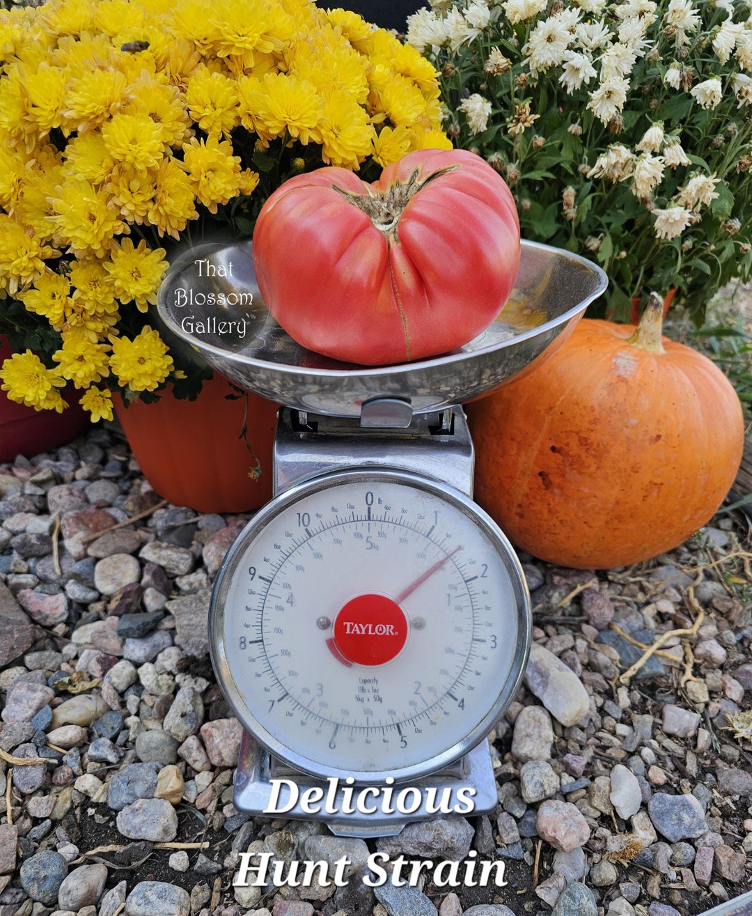 Delicious Hunt Strain Tomato, 10 Seeds - Etsy