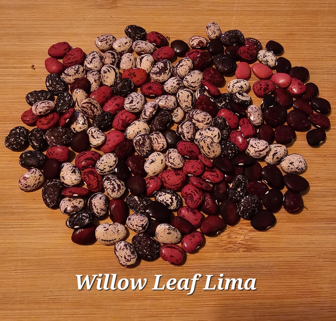 Willow-leaf Colored Pole Lima Bean Seeds, Phaseolus Lunatus - Etsy