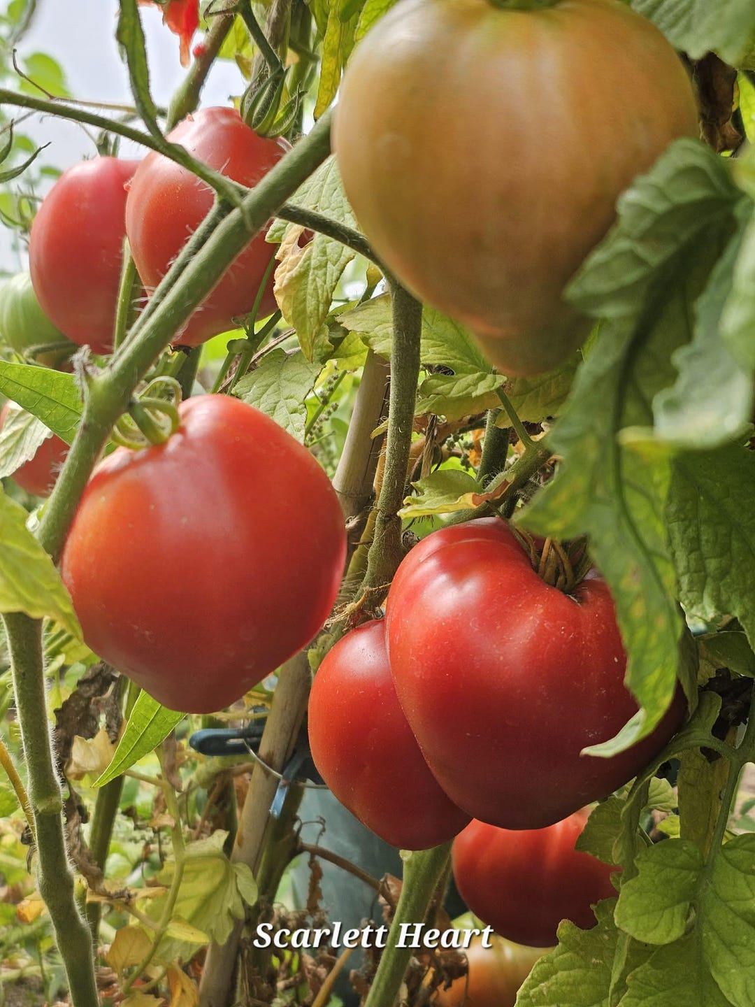Scarlet Heart Dwarf Tomato, 10 Seeds - Etsy