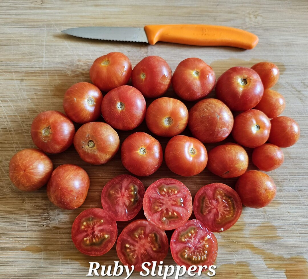 Ruby Slippers Dwarf Tomato, 10 Seeds - Etsy