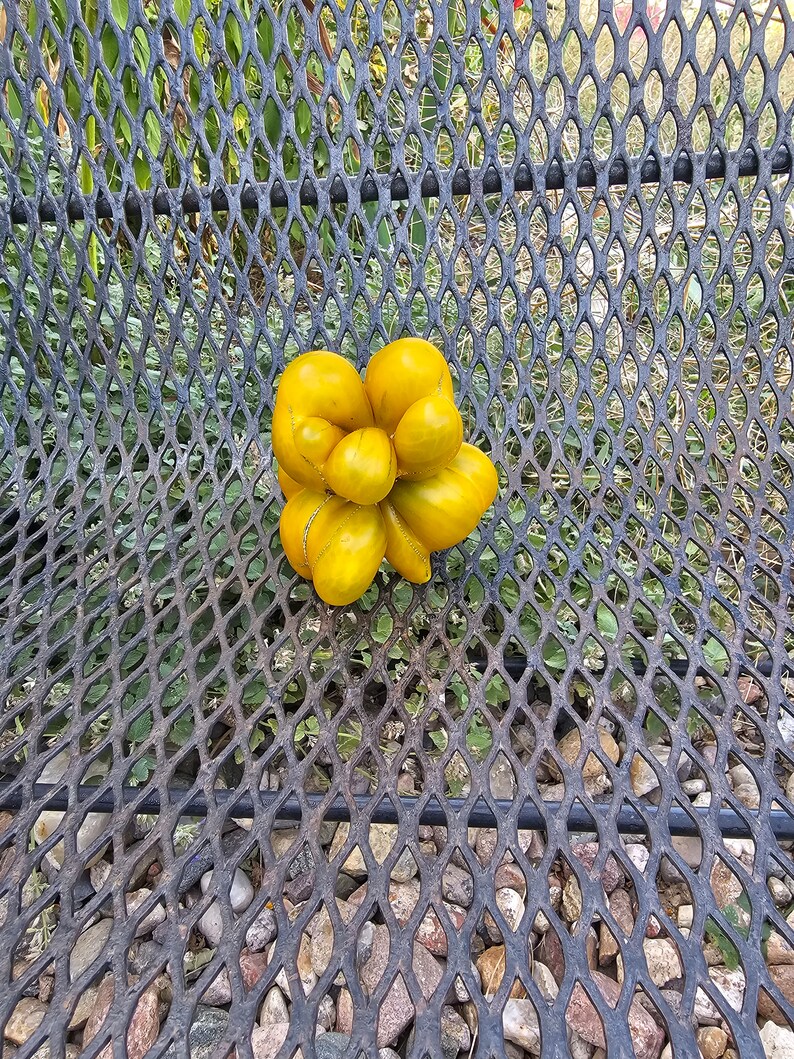 Phil's Two Tomato - Etsy