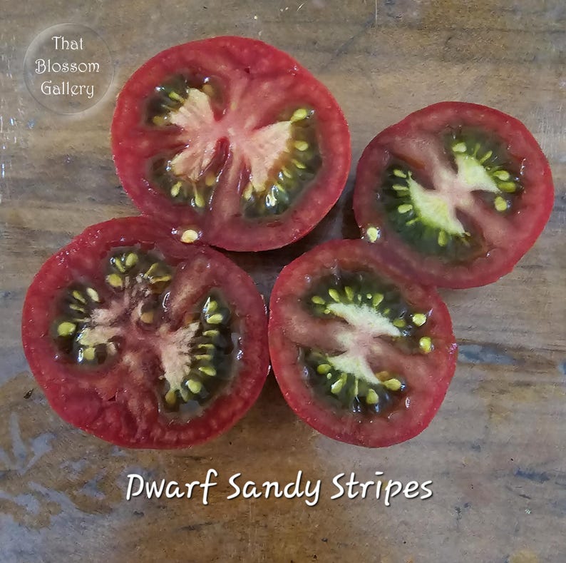 Dwarf Sandy Stripes Variegated Tomato, 10 Seeds - Etsy