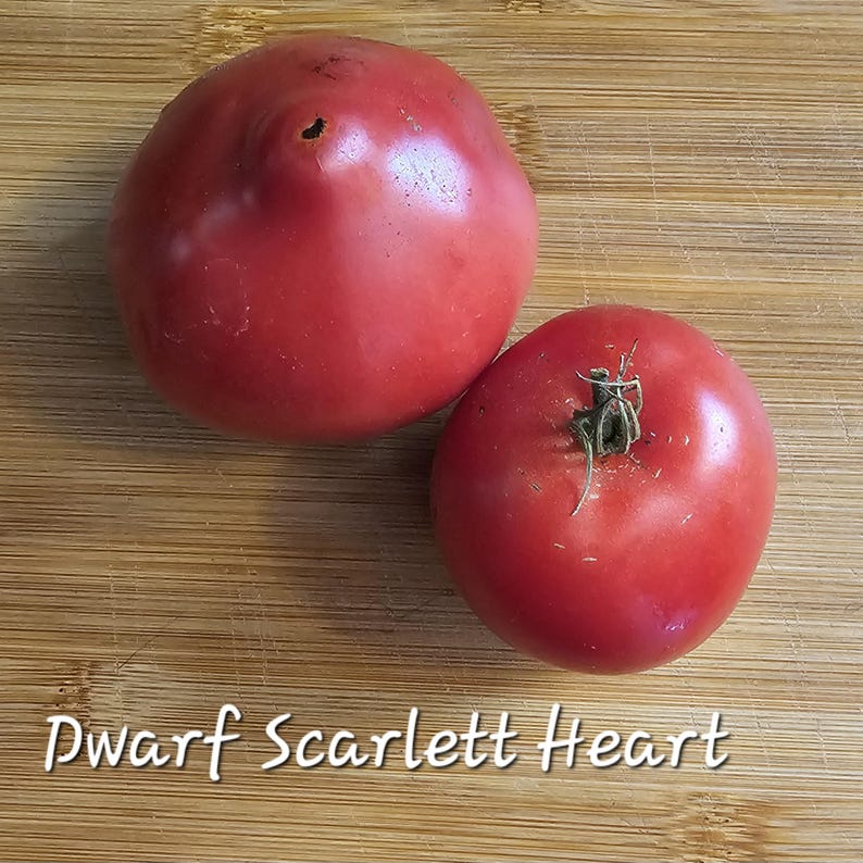 Scarlet Heart Dwarf Tomato, 10 Seeds - Etsy
