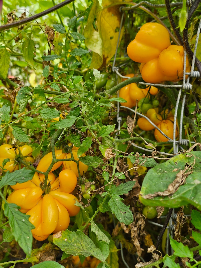 Phil's One Tomato 10 Seeds - Etsy