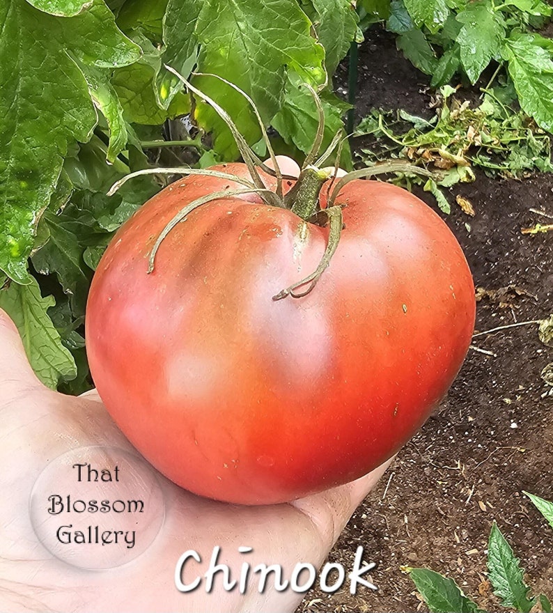 Chinook Tomato, 20 Seeds - Etsy