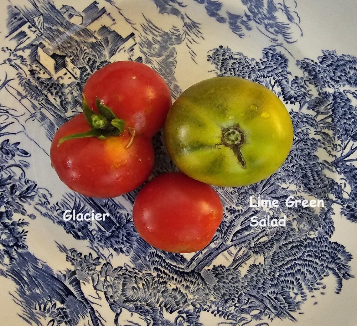 Glacier Tomato Seeds - Etsy
