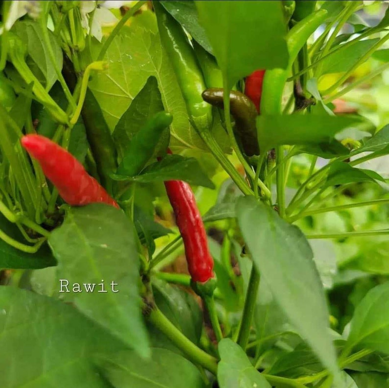 Rawit Thai Chili Seeds, Capsicum Annuum - Etsy
