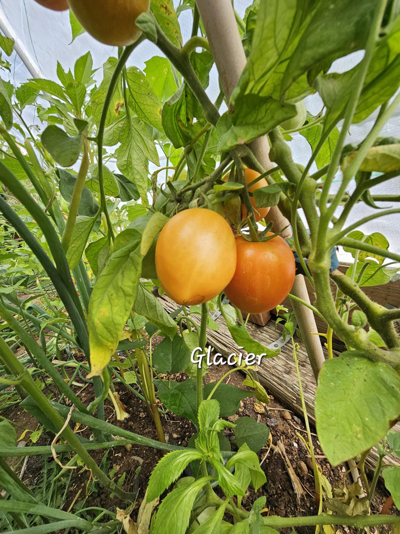 Glacier Tomato Seeds - Etsy