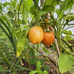 Glacier Tomato Seeds - Etsy