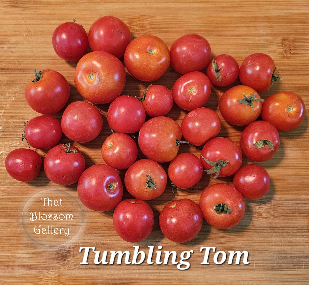 Tumbling Tom Tomato, 10 Seeds - Etsy