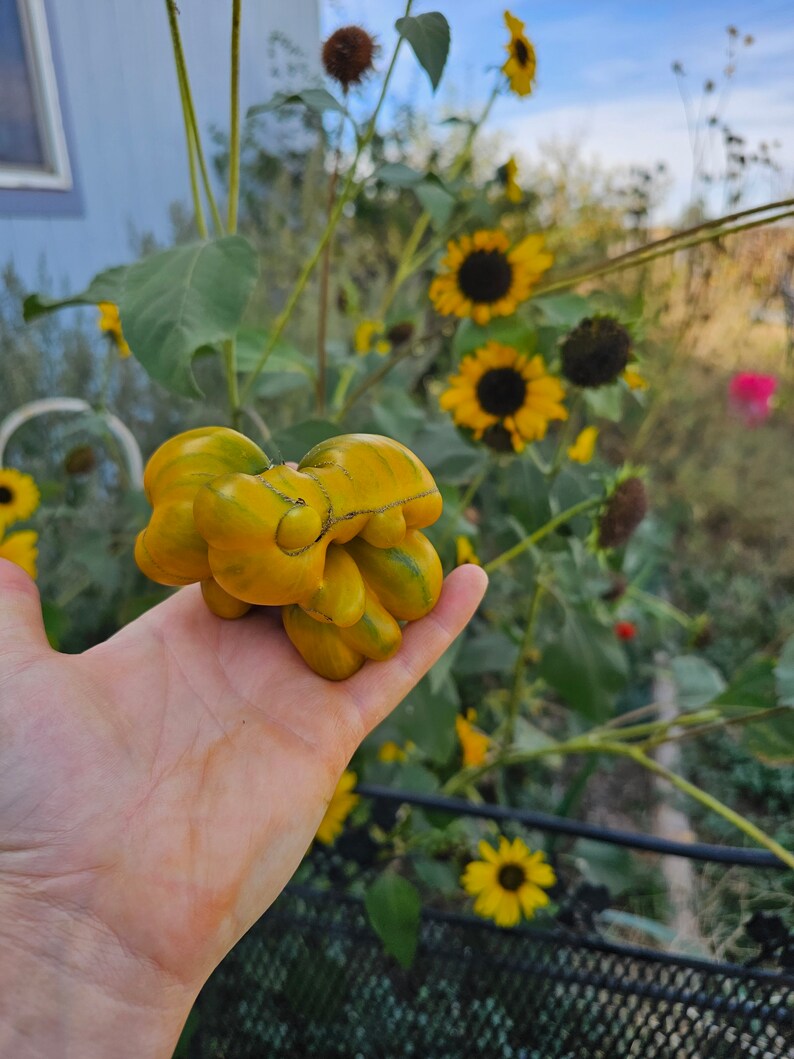 Phil's Two Tomato - Etsy