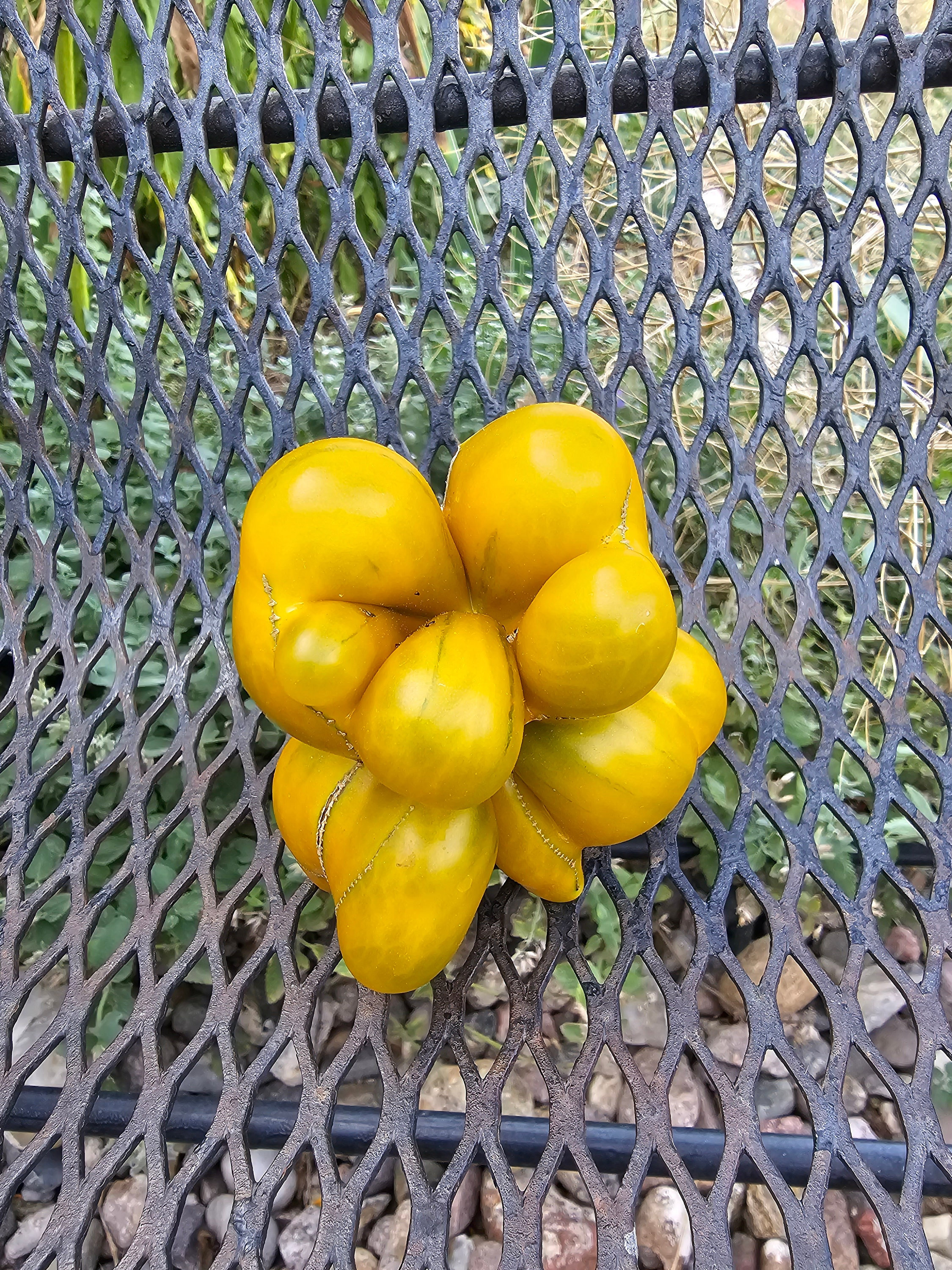 Phil's Two Tomato - Etsy