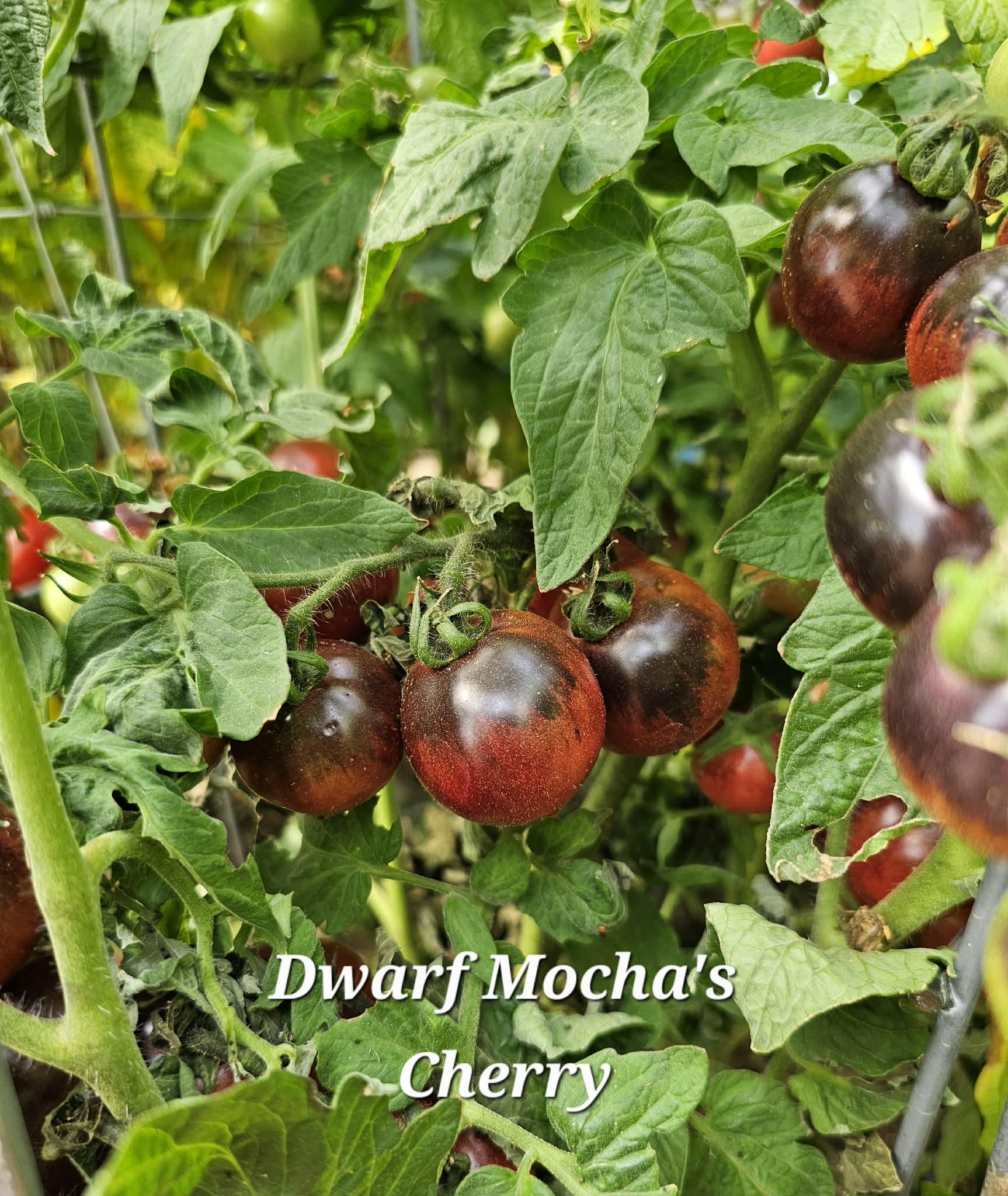 Dwarf Mocha's Cherry Tomato, 10 Seeds - Etsy