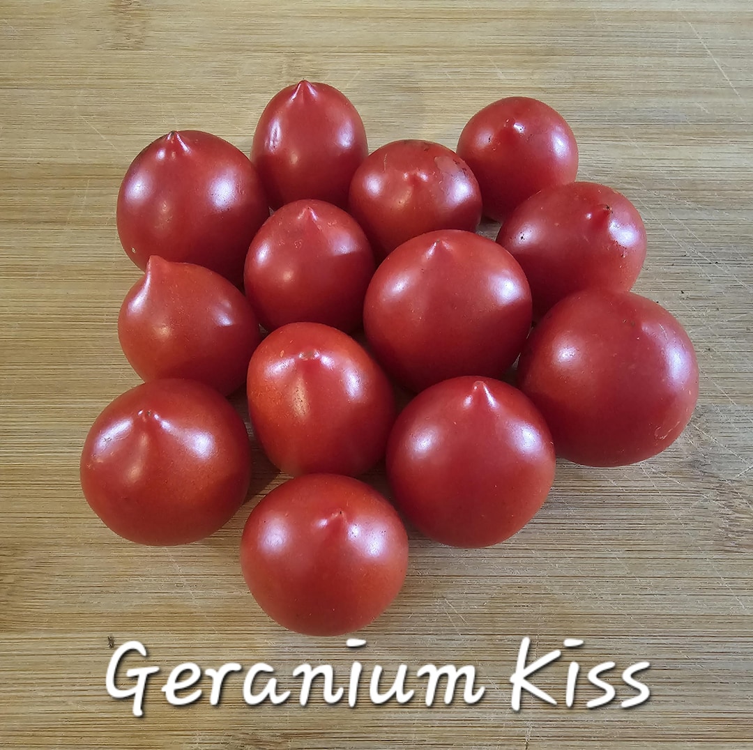 Geranium Kiss Multiflora Dwarf Tomato, 20 Seeds - Etsy