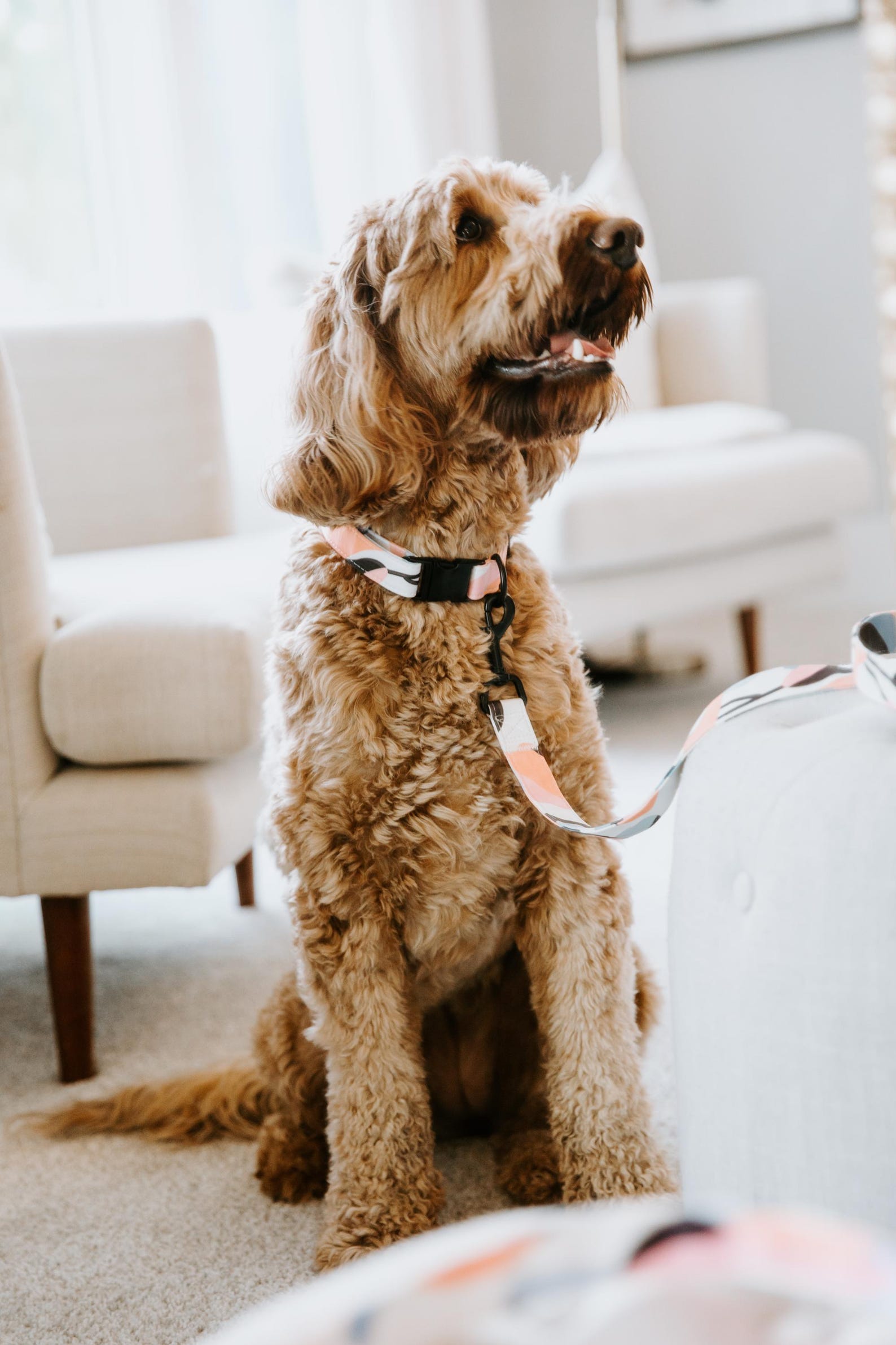 Stella & Oscar Dog Neoprene Collar, Pet Apparel, Pet Gift, Modern Pet ...