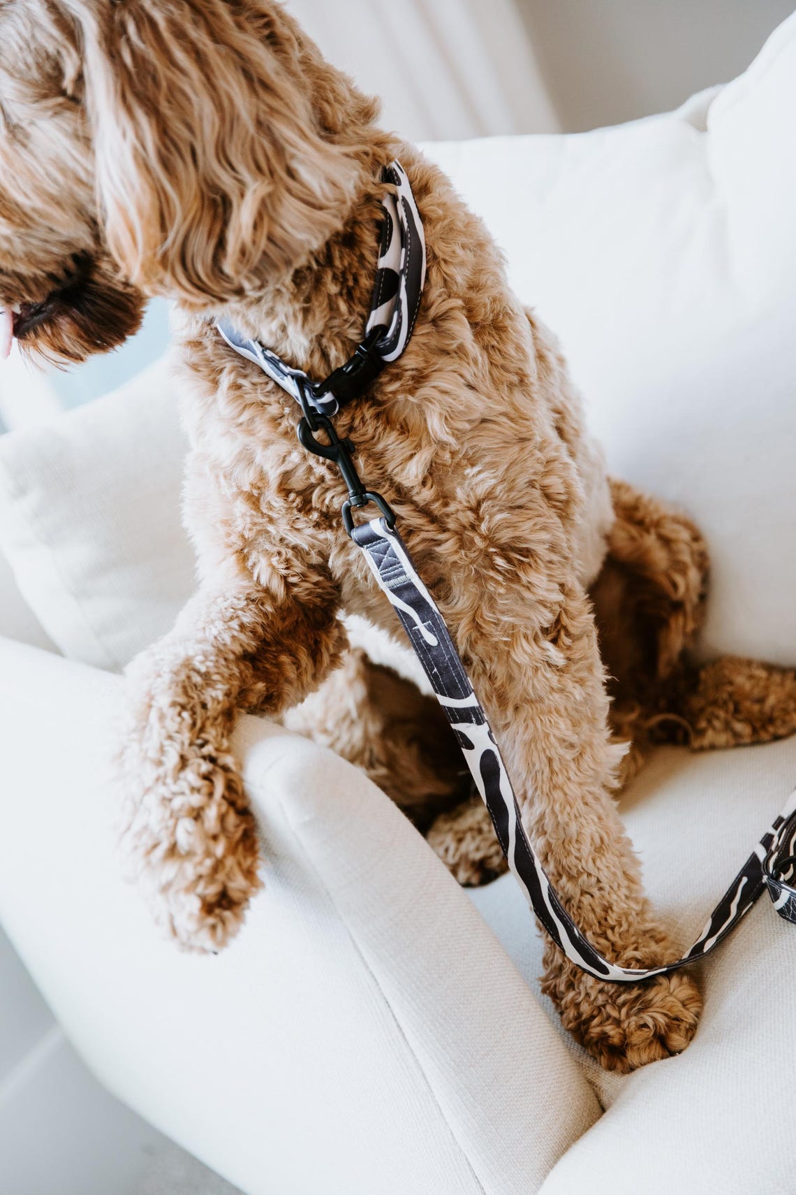 Stella & Oscar Dog Neoprene Collar, Pet Apparel, Pet Gift, Modern Pet ...