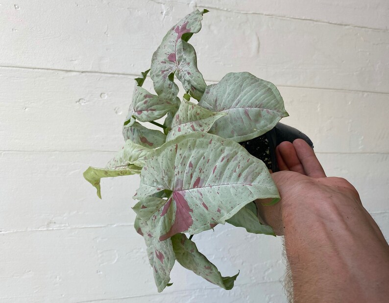 Syngonium Milk Confetti - Etsy