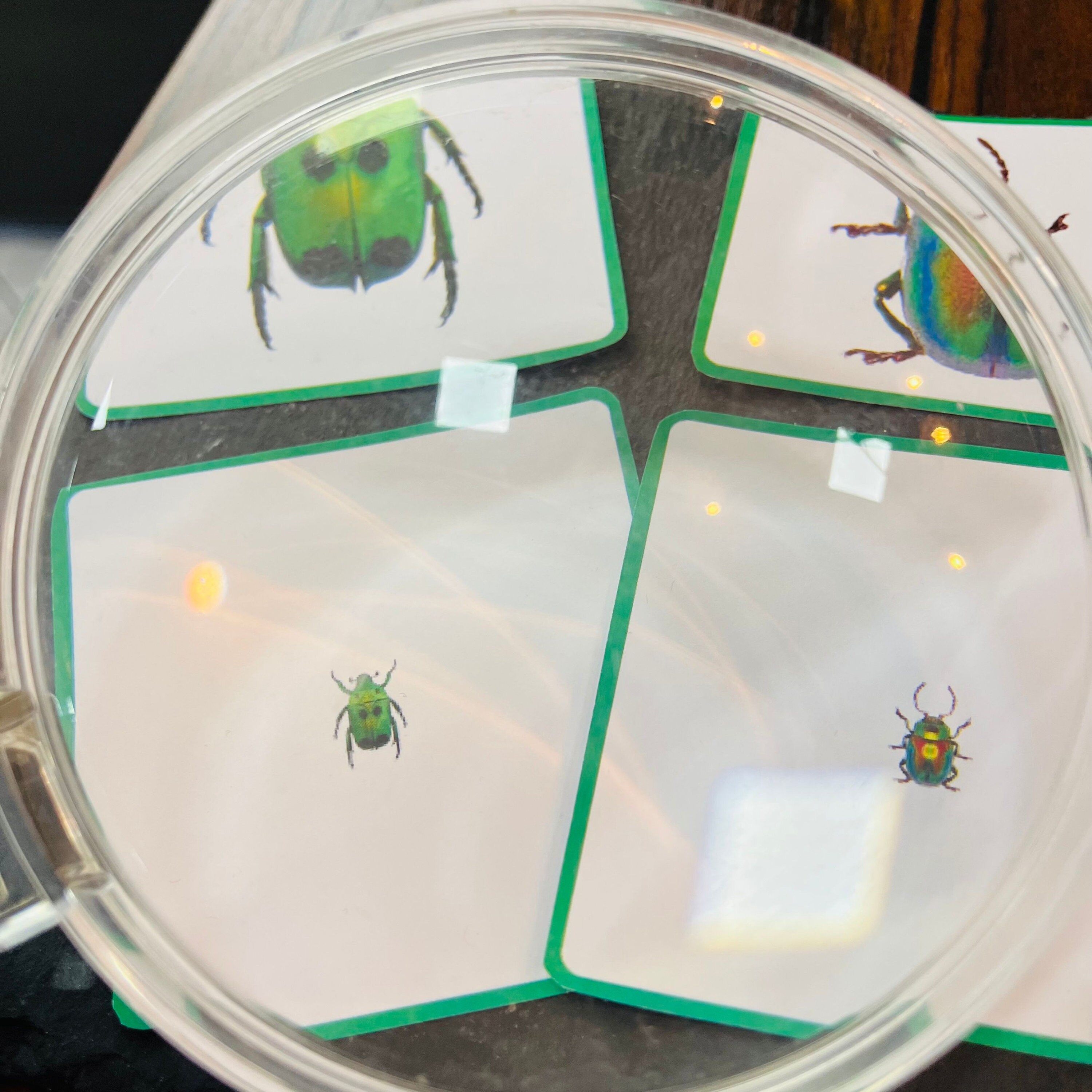 Bugs Magnifying Matching Game, Montessori at Home Using Magnifying ...