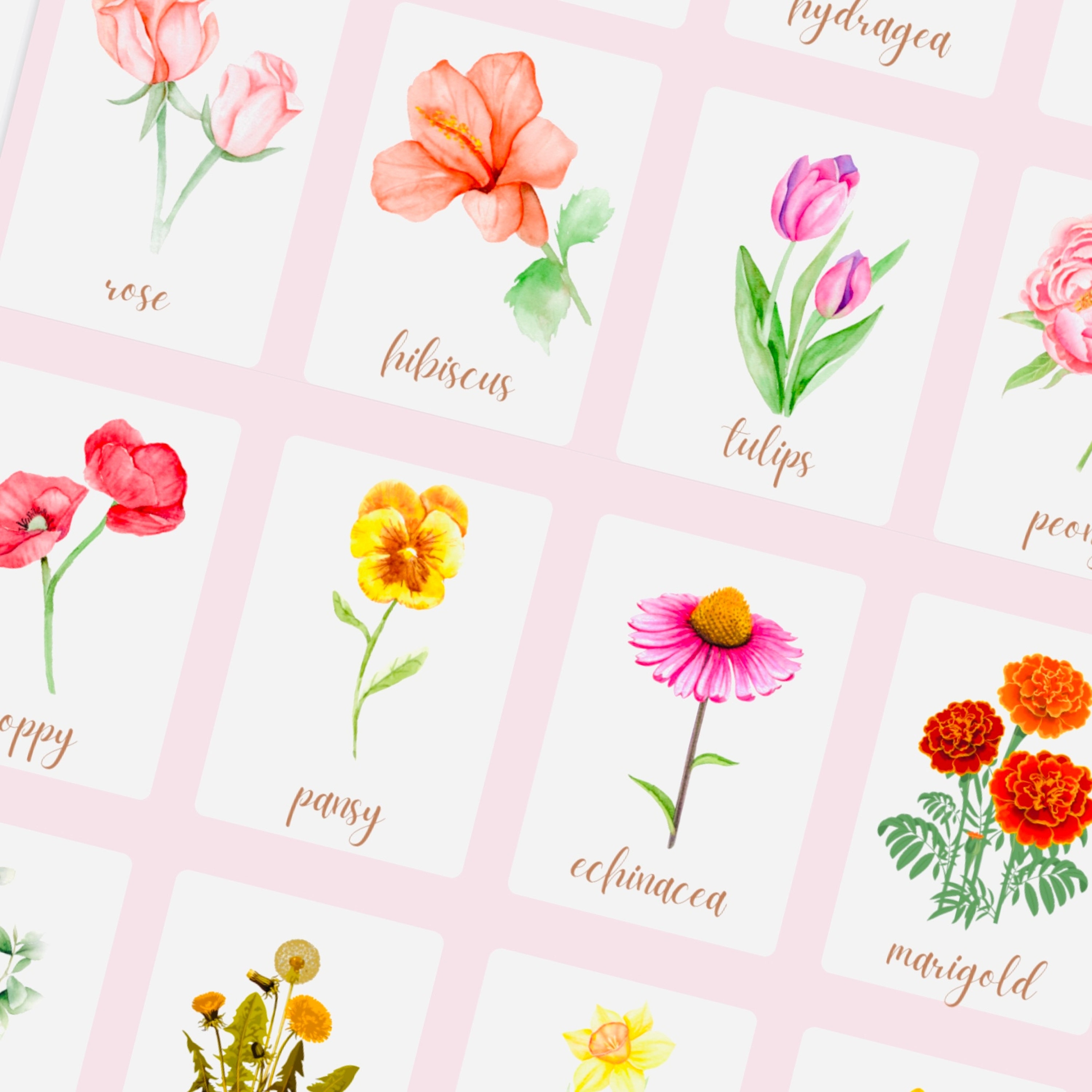Flower Identification Cards Flower Cards Flower Study Flower Activity ...