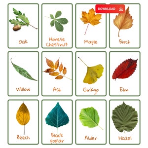 Leaf Identification Cards for Nature Learning and Forest School Tree ...