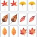 Autumn Leaves Matching Game Cards Matching Autumn Leaves Flashcards ...