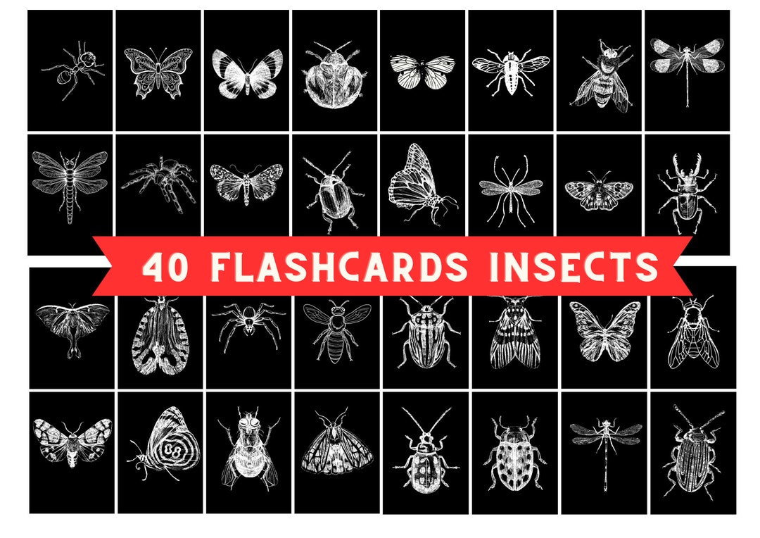 40 Insects Black and White Flashcards Instant Download Montessori ...