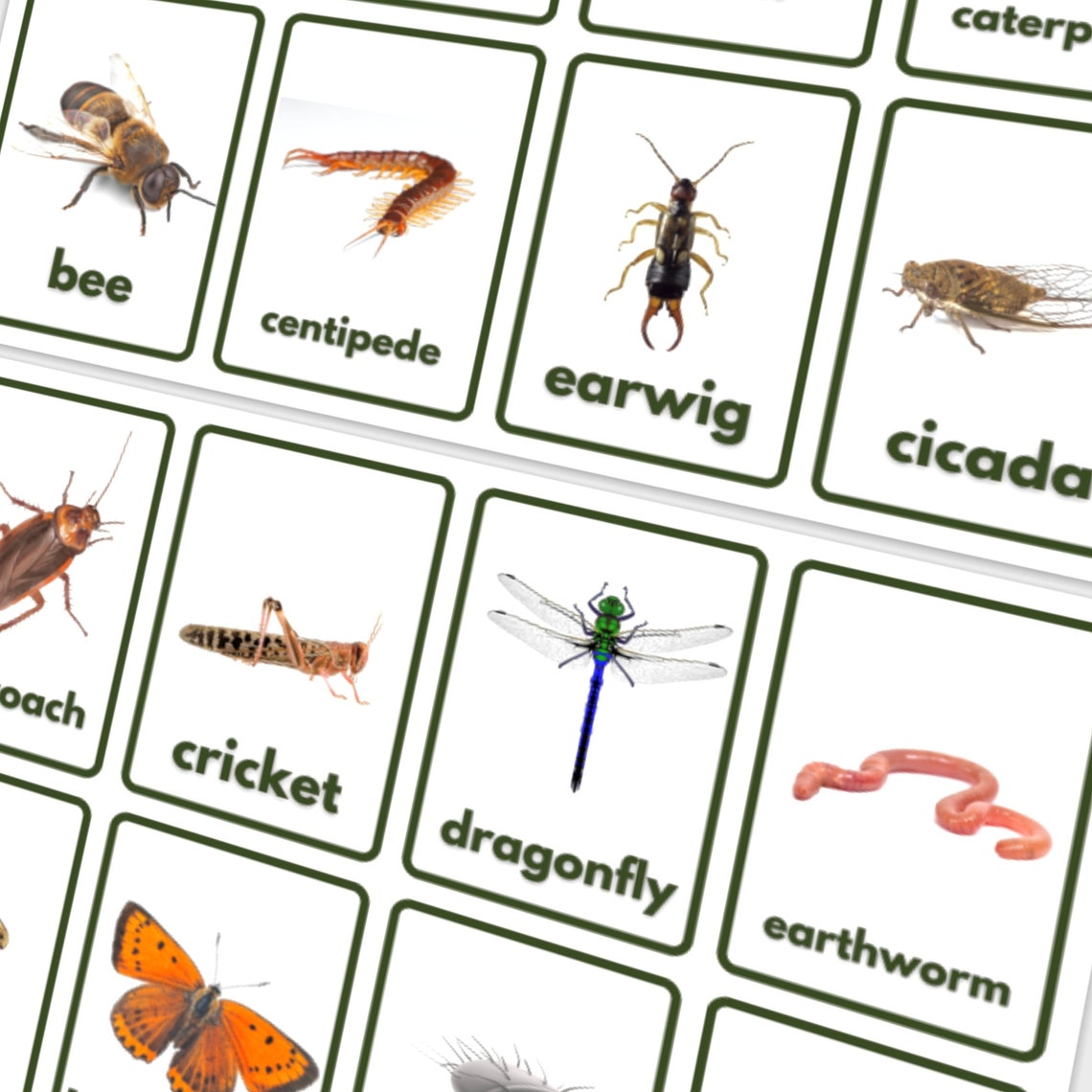 32 Insects Flash Cards Montessori Flash Cards Preschool Activity ...
