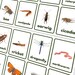 32 Insects Flash Cards Montessori Flash Cards Preschool Activity ...