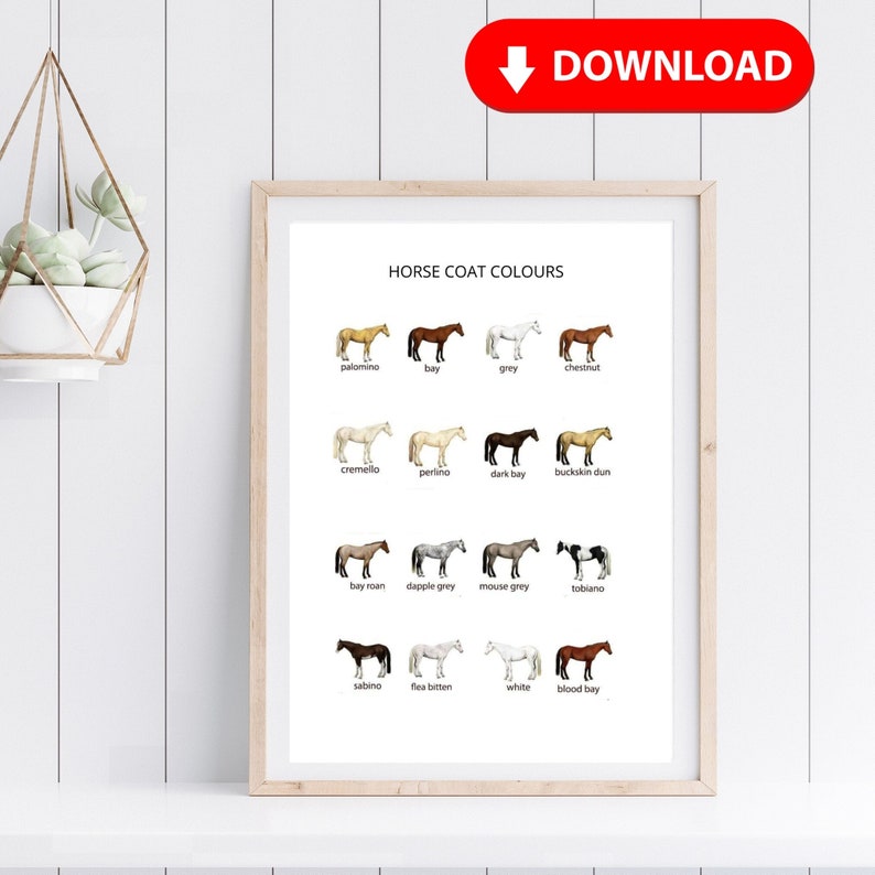 Horse Coat Colors Poster | Educational Nursery Art (digital Download ...
