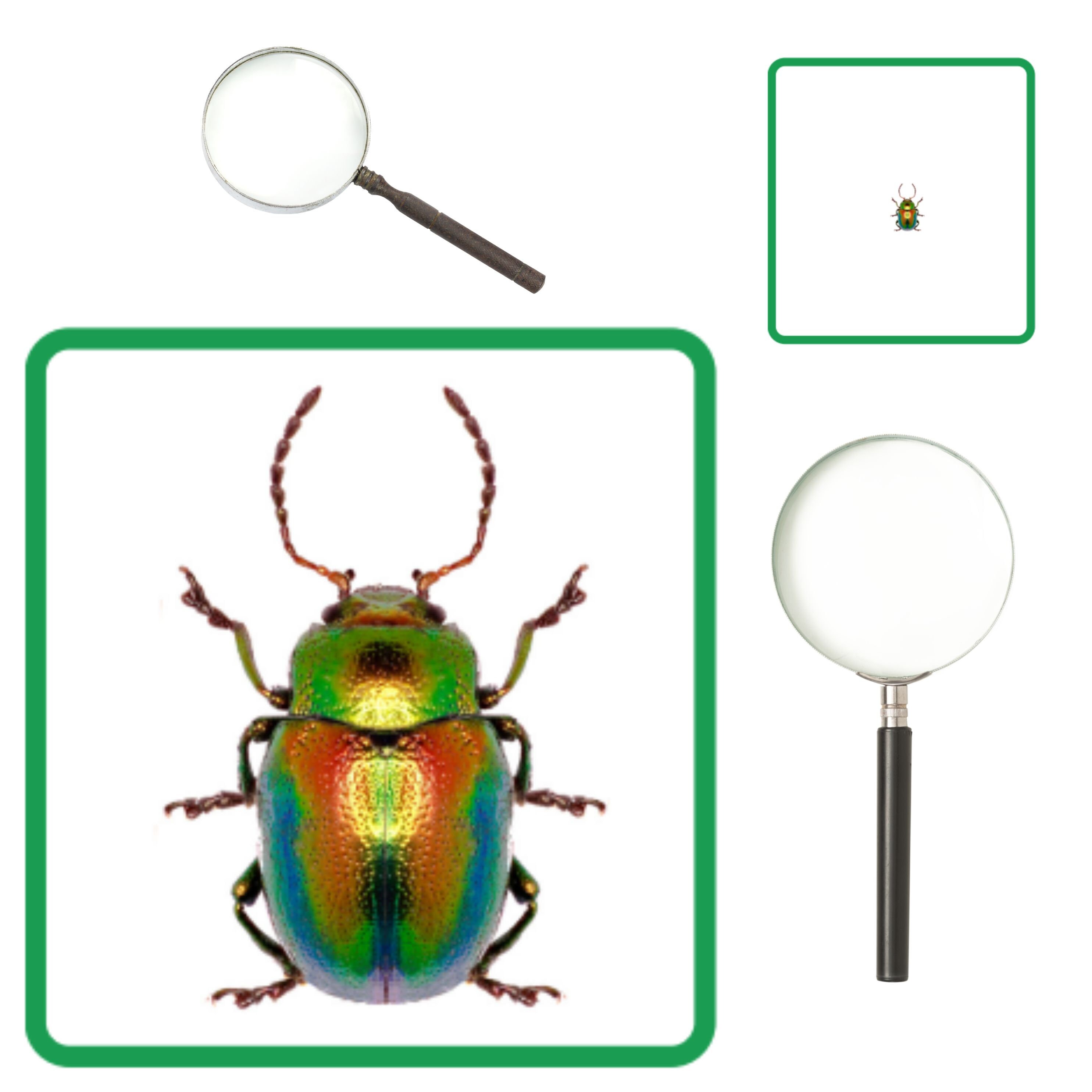 Bugs Magnifying Matching Game, Montessori at Home Using Magnifying ...