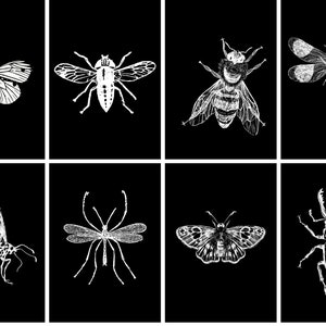 40 Insects Black and White Flashcards Instant Download Montessori ...