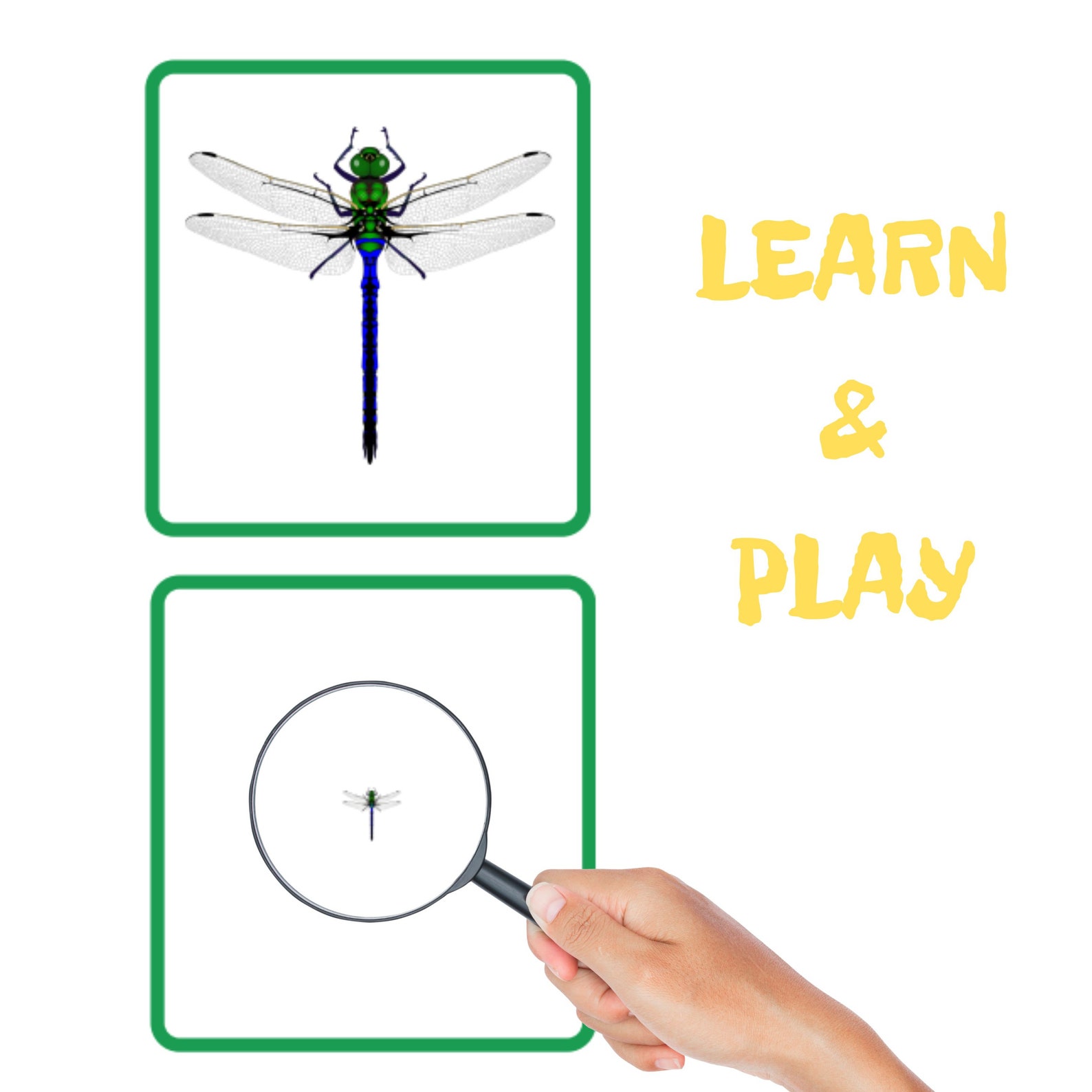 Bugs Magnifying Matching Game, Montessori at Home Using Magnifying ...
