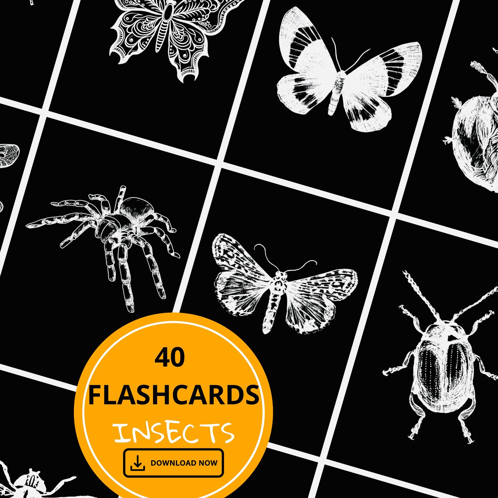 40 Insects Black and White Flashcards Instant Download Montessori ...