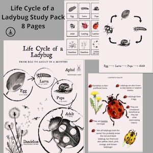 Ladybug Life Cycle Study Pack 4 Stages of Ladybug Life Cycle Printable ...