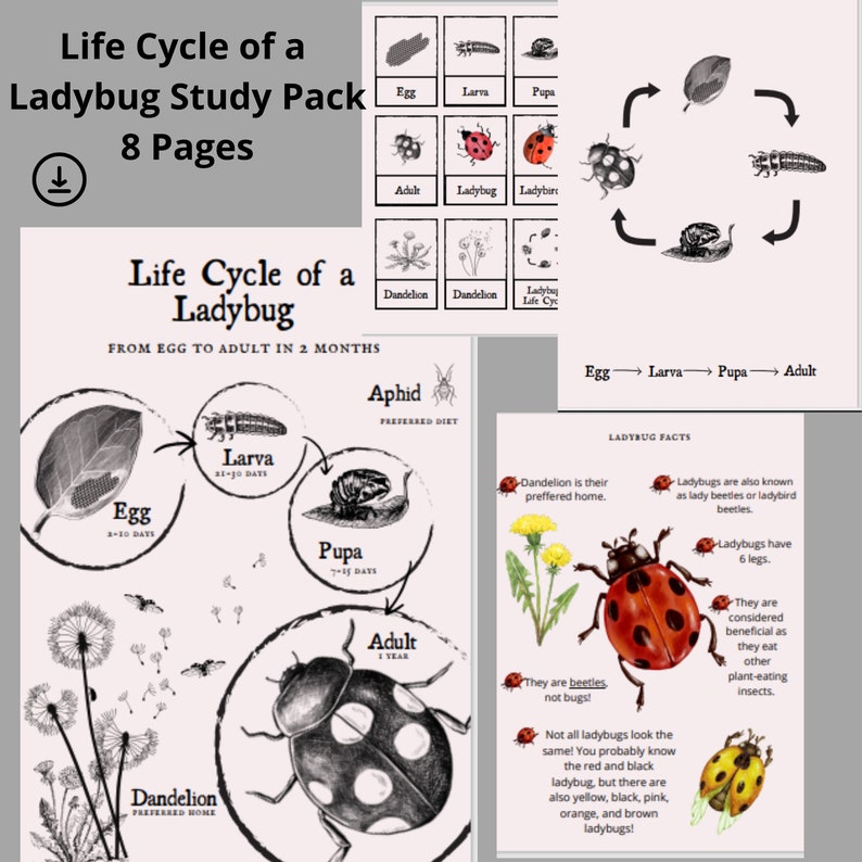 Ladybug Life Cycle Study Pack 4 Stages of Ladybug Life Cycle Printable ...