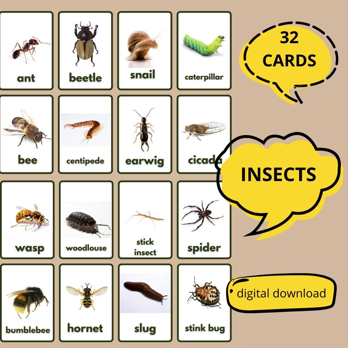 Insects Flashcards Interactive Bug Learning Unit, Insect Study ...