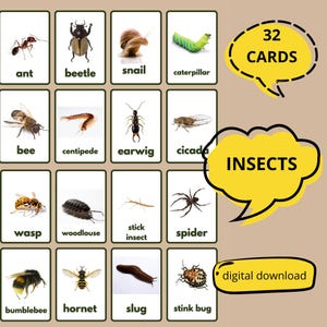 Insects Flashcards Interactive Bug Learning Unit, Insect Study ...
