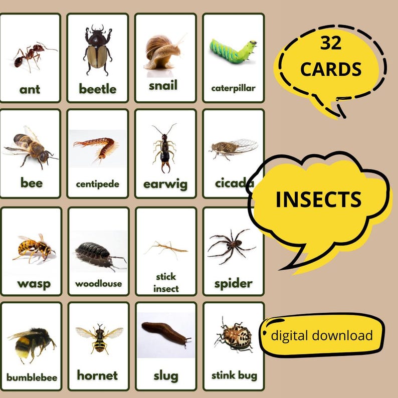Insects Flashcards Interactive Bug Learning Unit, Insect Study ...