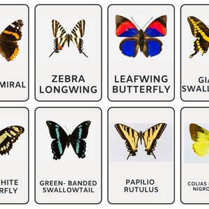Butterfly Flash Cards Butterflies Study Montessori Printable Resources ...